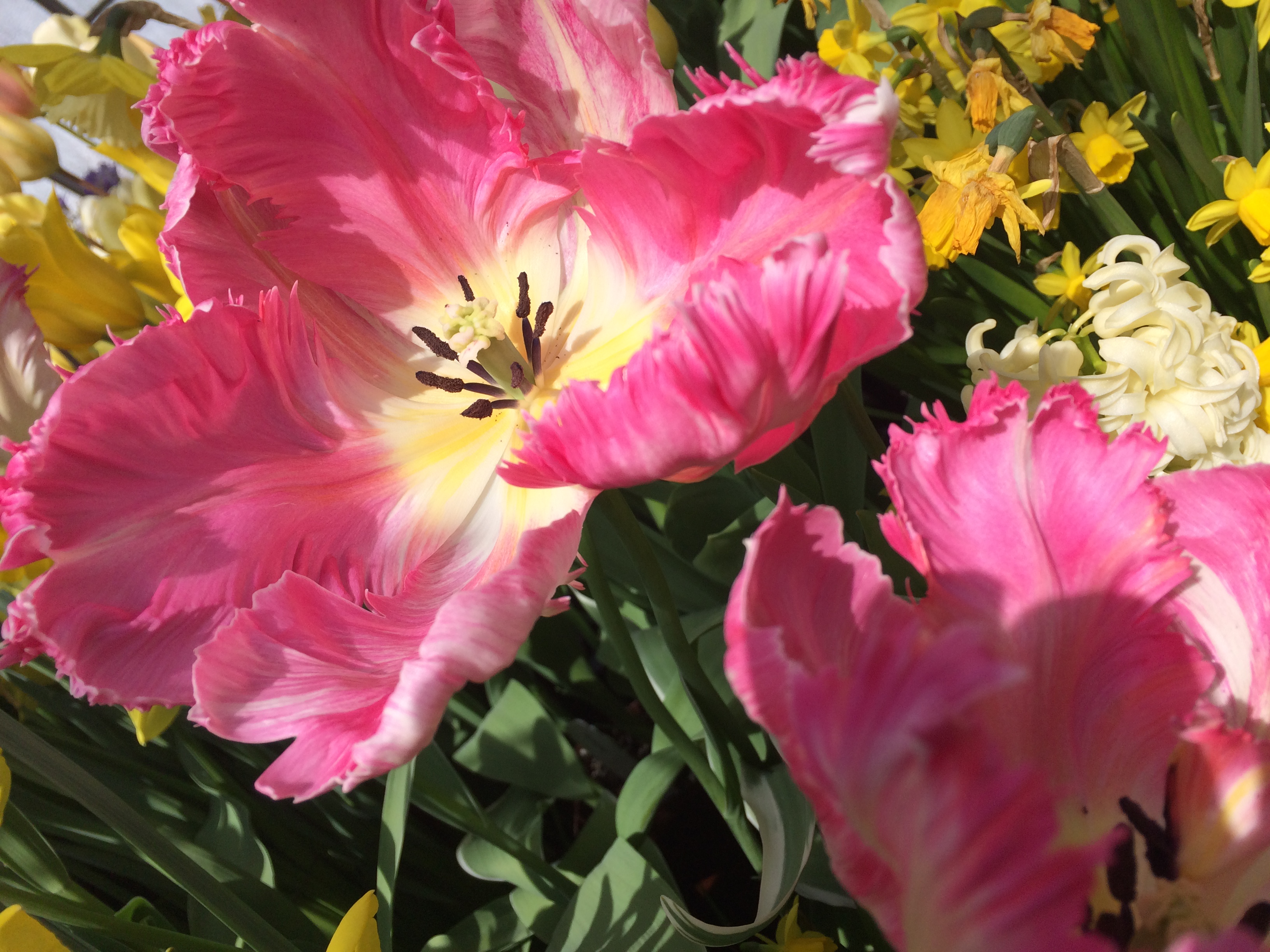 A Sneak Peek at Spring - Constance Patterson Writing